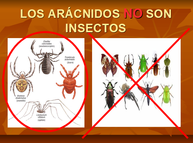 Pequeños monstruitos: DIAPOSITIVAS SOBRE LAS ARAÑAS