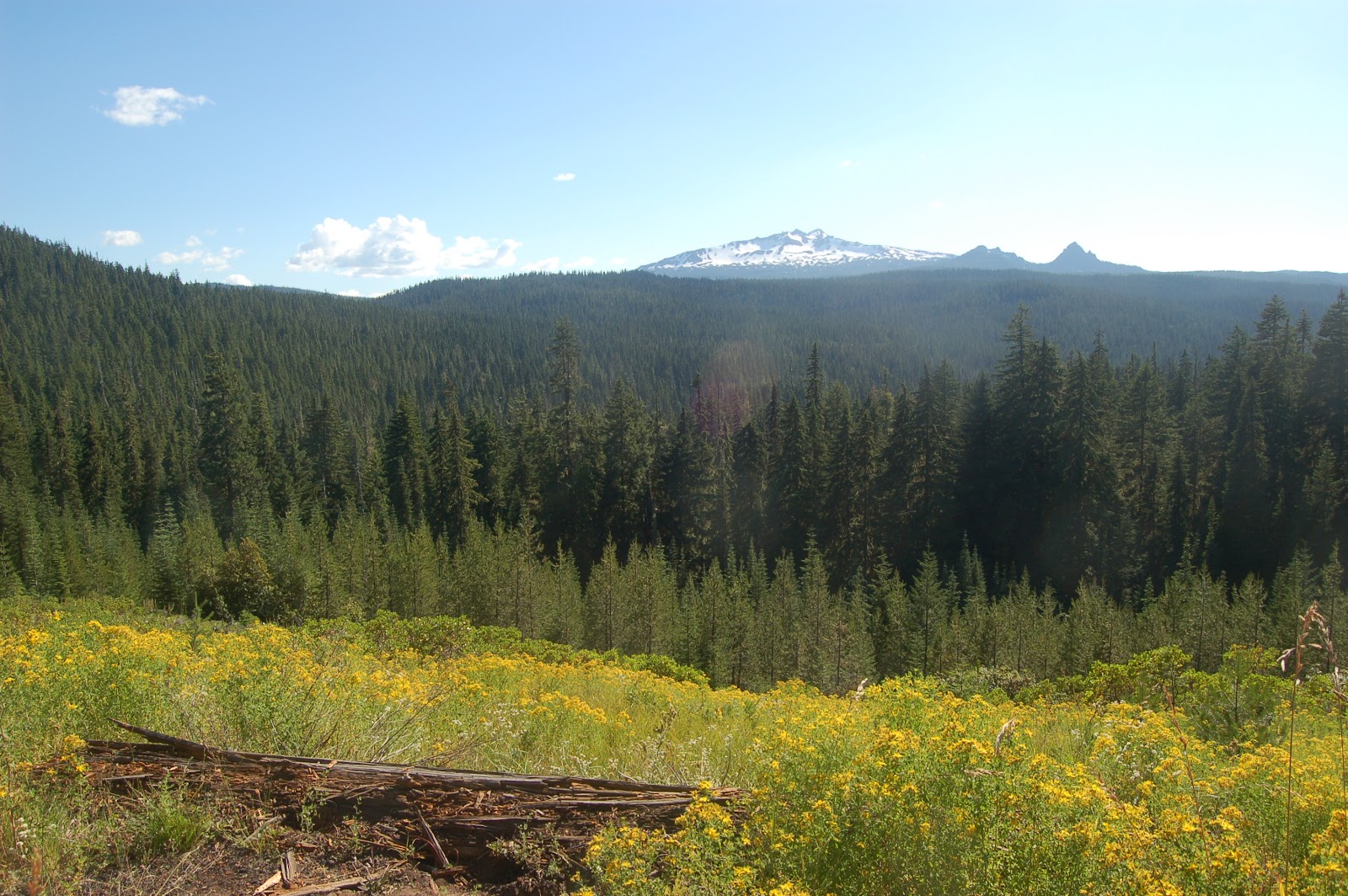 Outside The Interzone: Vegetation Gradient