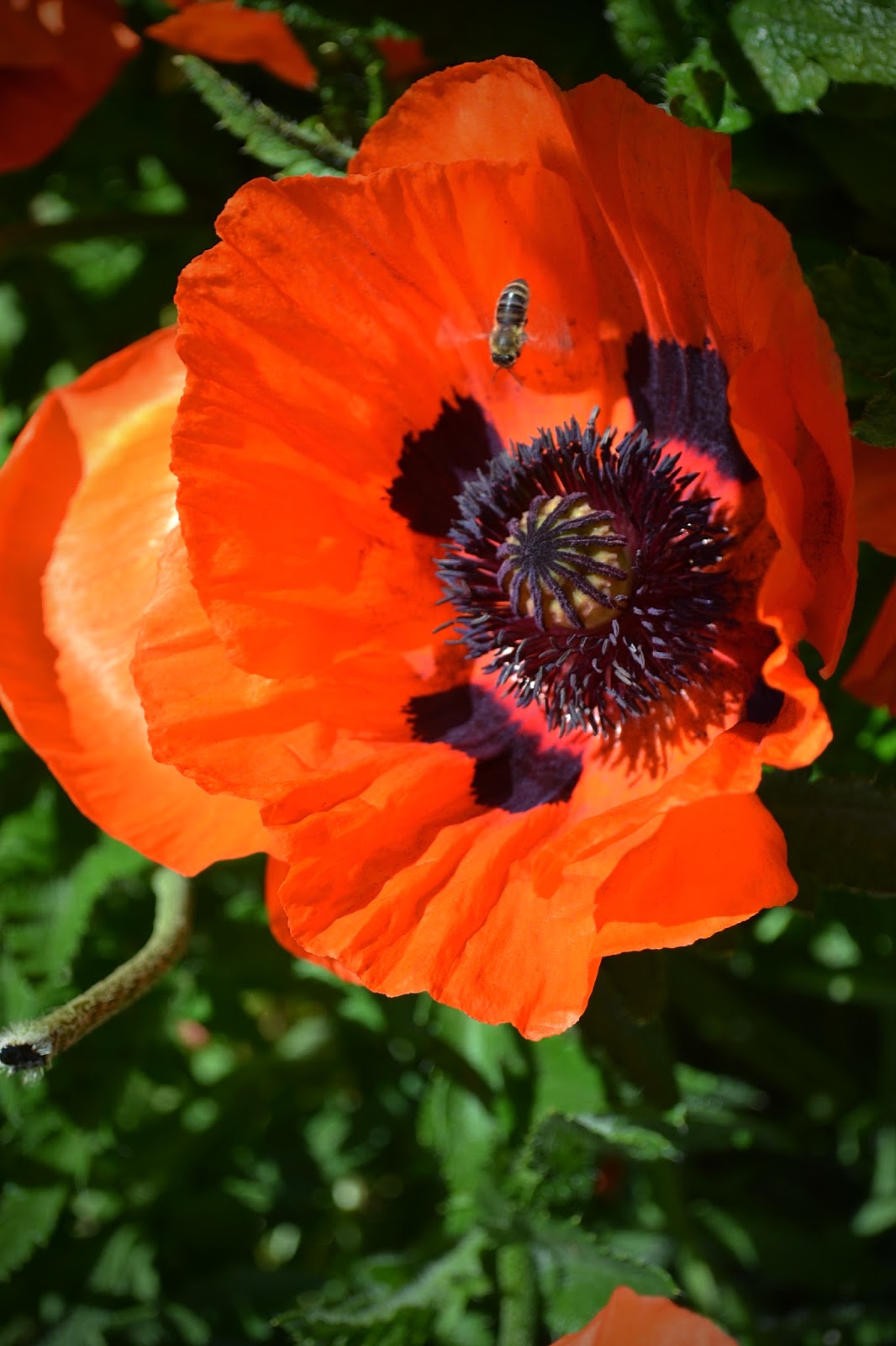The Outlaw Gardener: Wednesday Vignette: Poppies, Poppies!