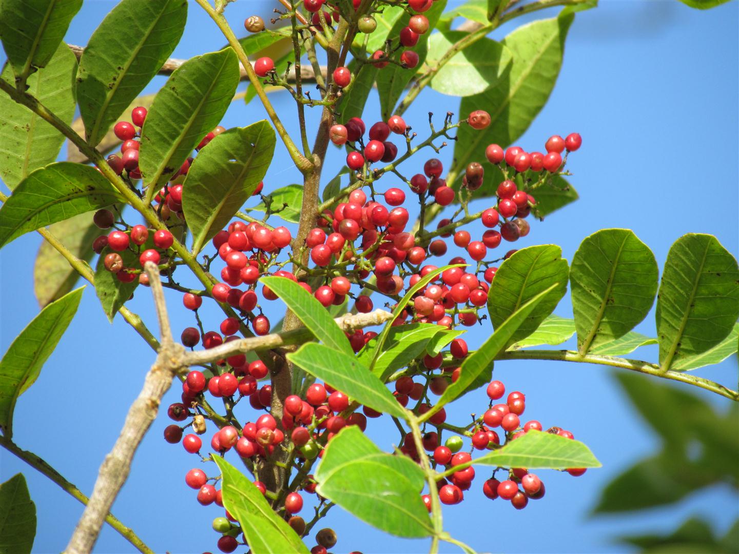 X Ciências: A Flora da Caatinga