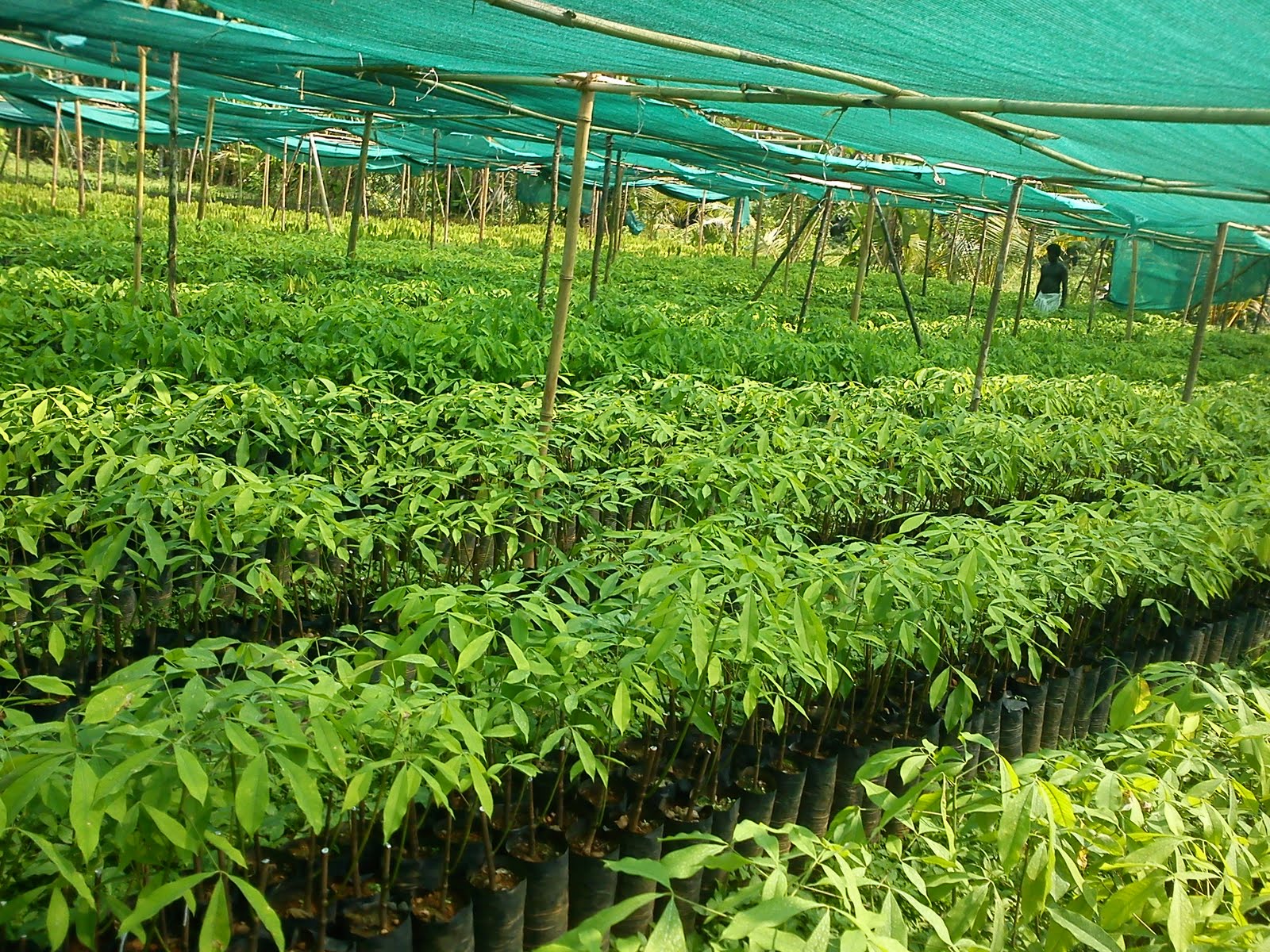 MANAKUZHIYIL RUBBER NURSERY