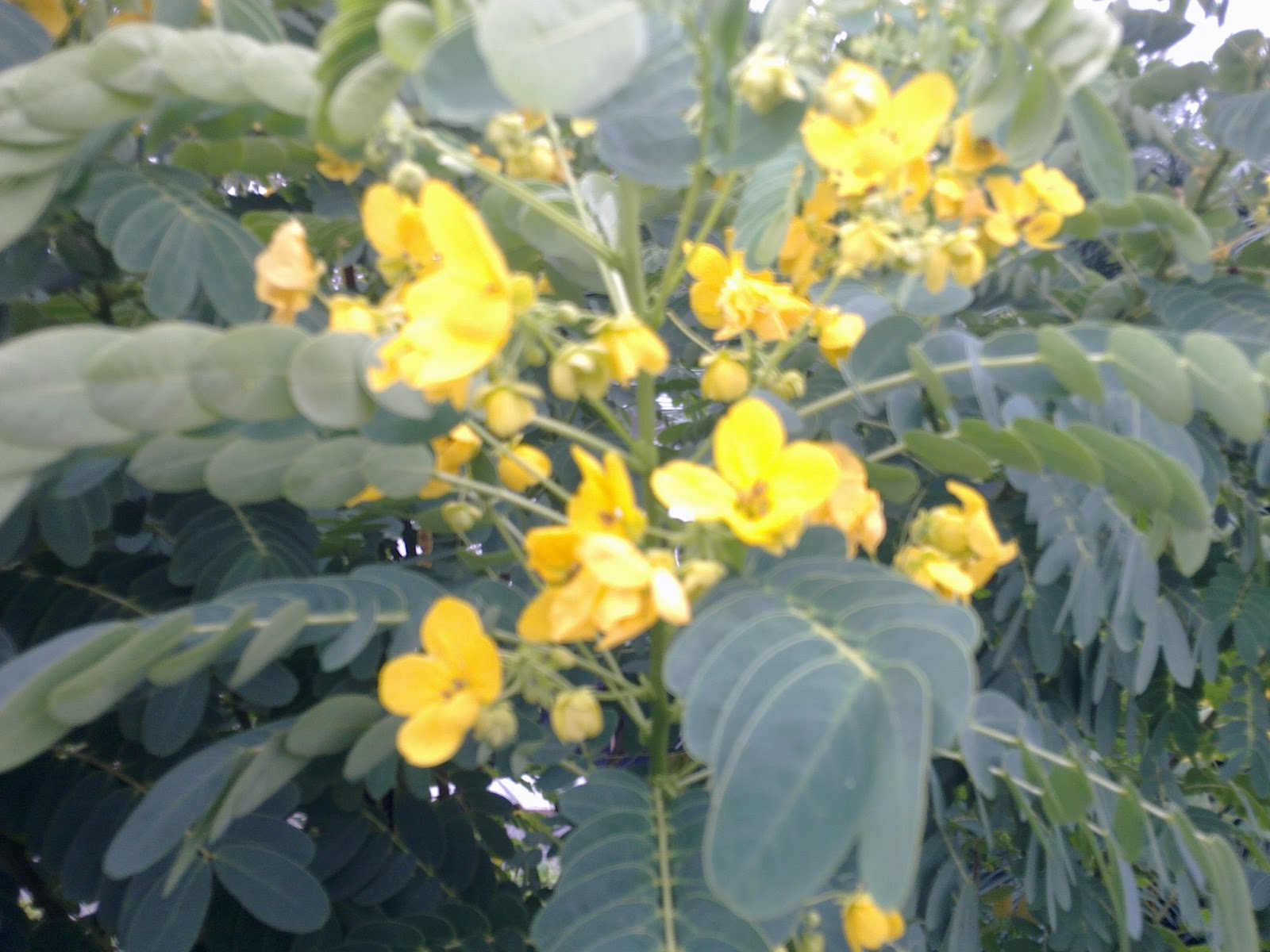 AriahJudah: Mandi bunga