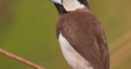 Exóticos e Silvestres: Pardal do Timor (Lonchura fuscata):