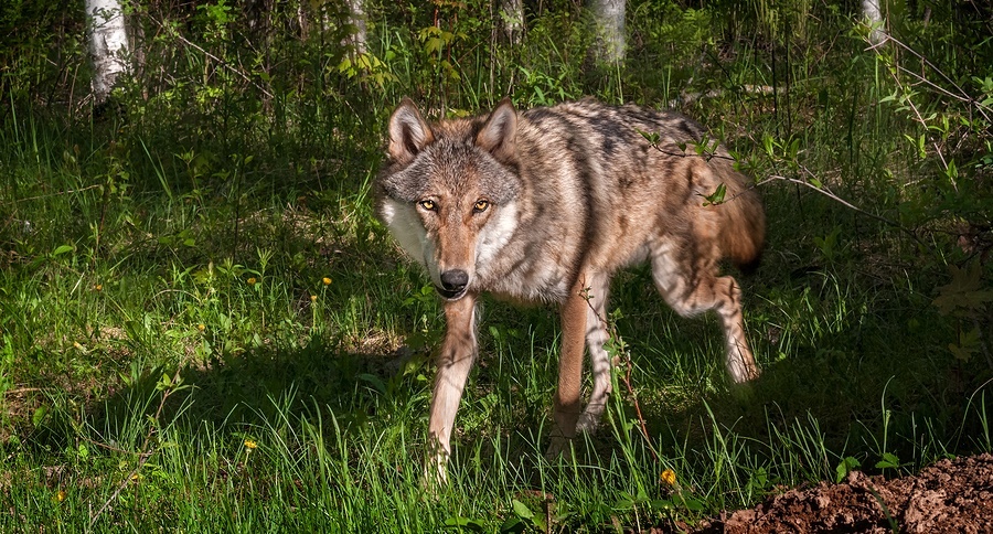 White Wolf : Wolves continue comeback in Oregon after eradication