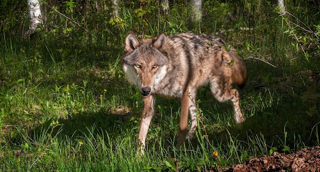 White Wolf : Wolves continue comeback in Oregon after eradication