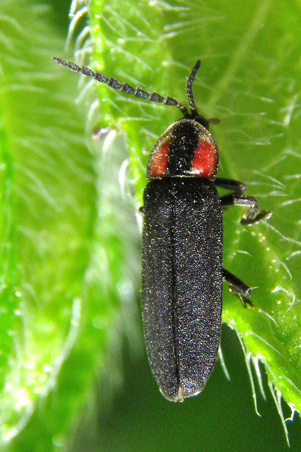 Arizona: Beetles, Bugs, Birds and more: Firefly without a flash ...