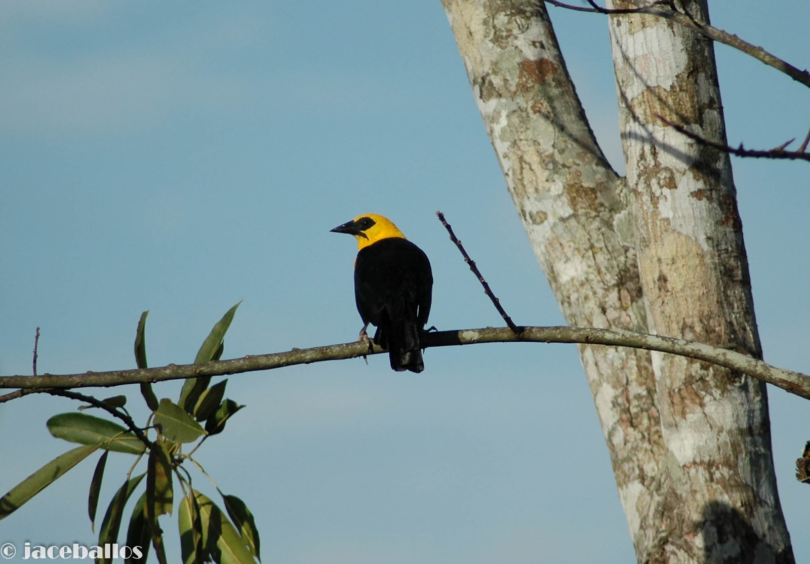 Aves de Andrés CV: Gymnomystax mexicanus (Turpal Languanero / Toche ...