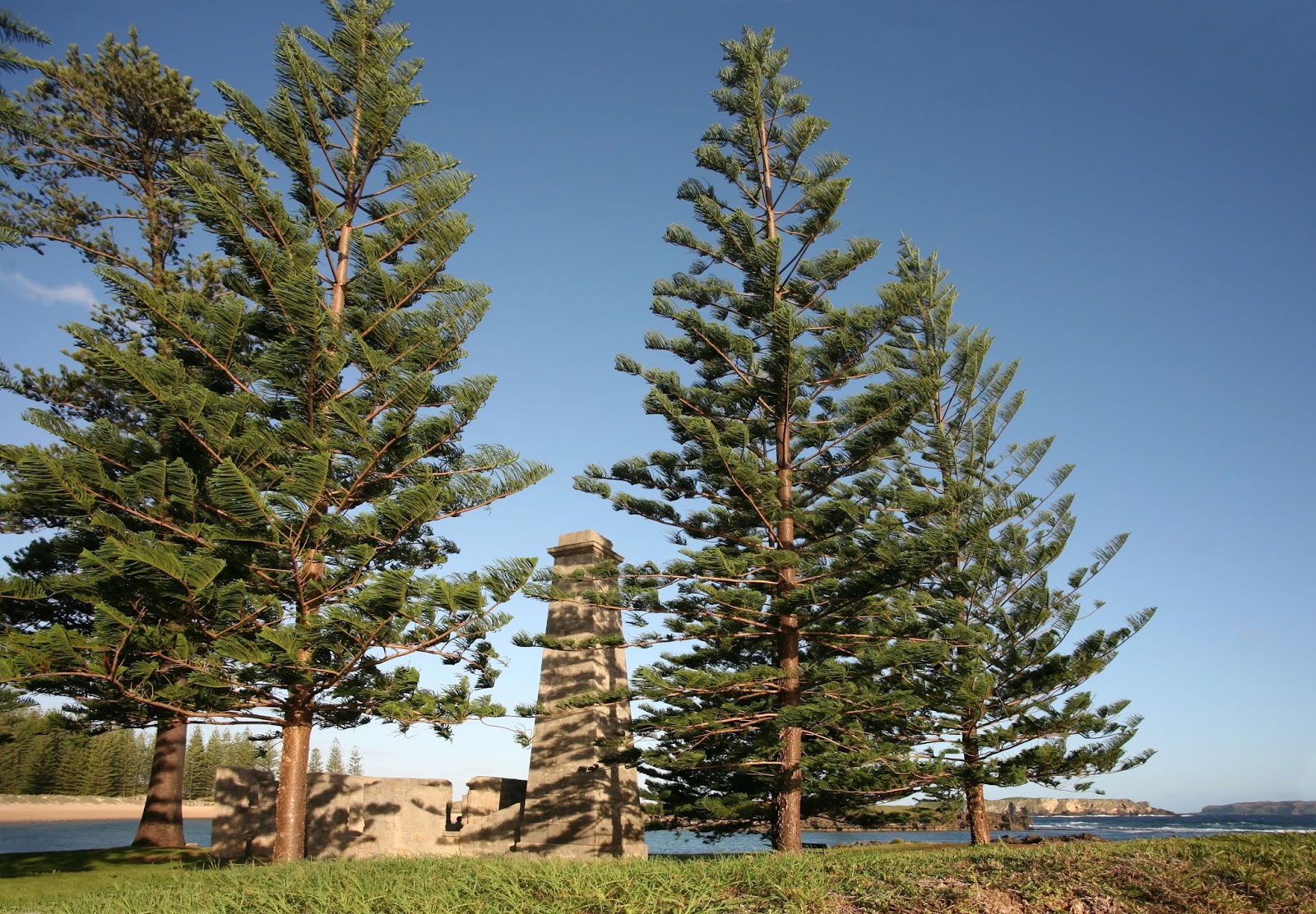 Plant World: Araucaria heterophylla