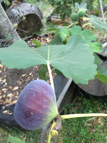 Texas Blue Giant FIg - Var Tin