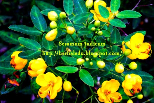 Ranavara- රණවරා - Cassia auriculata - Herbal Plants of Asia