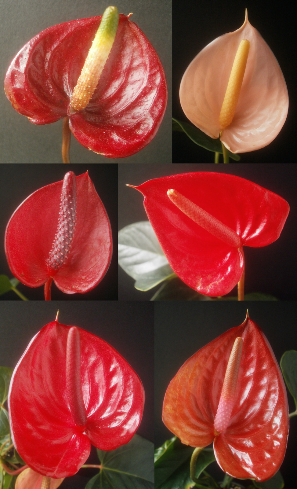 Plants are the Strangest People: Anthurium no. 1181 "Tajma Stetson"