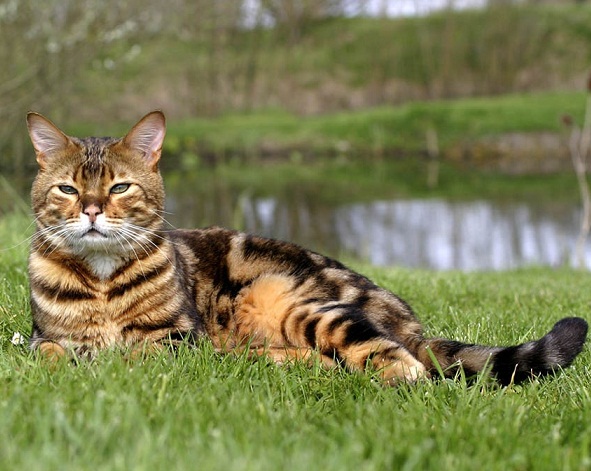 Cat Photos and Information