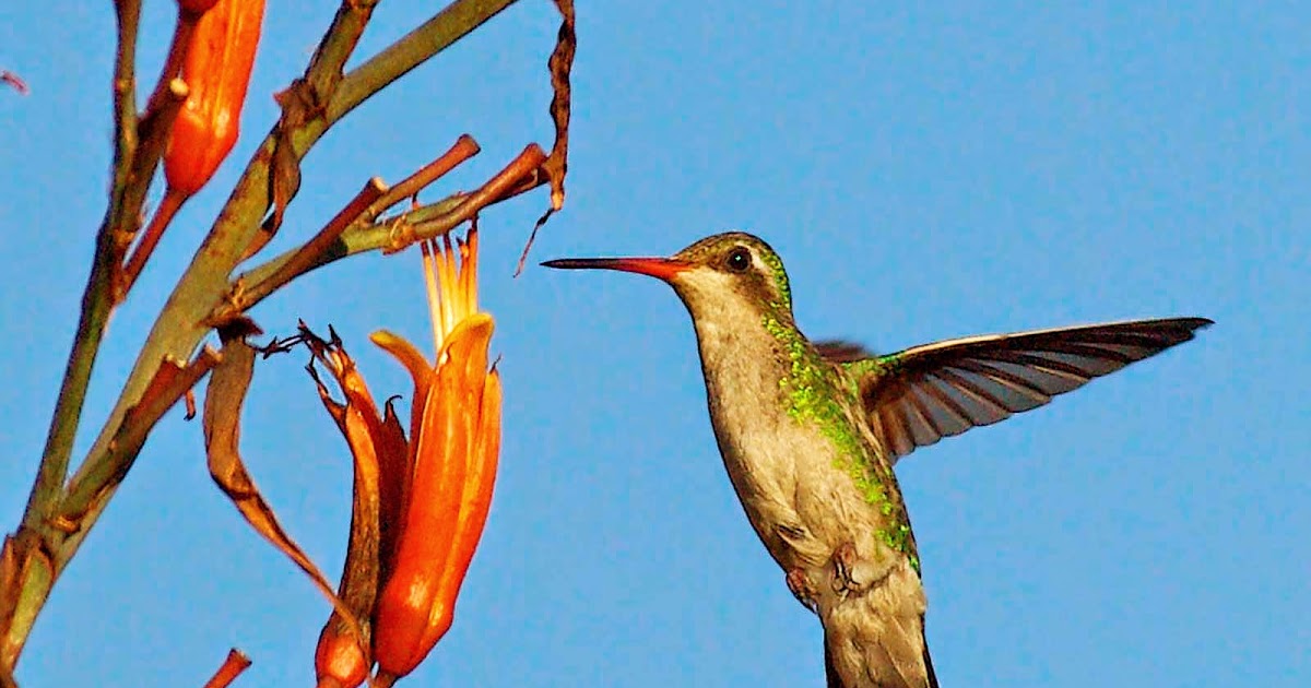 AVES de SALADILLO: PICAFLOR COMÚN (Chlorostilbon lucidus)