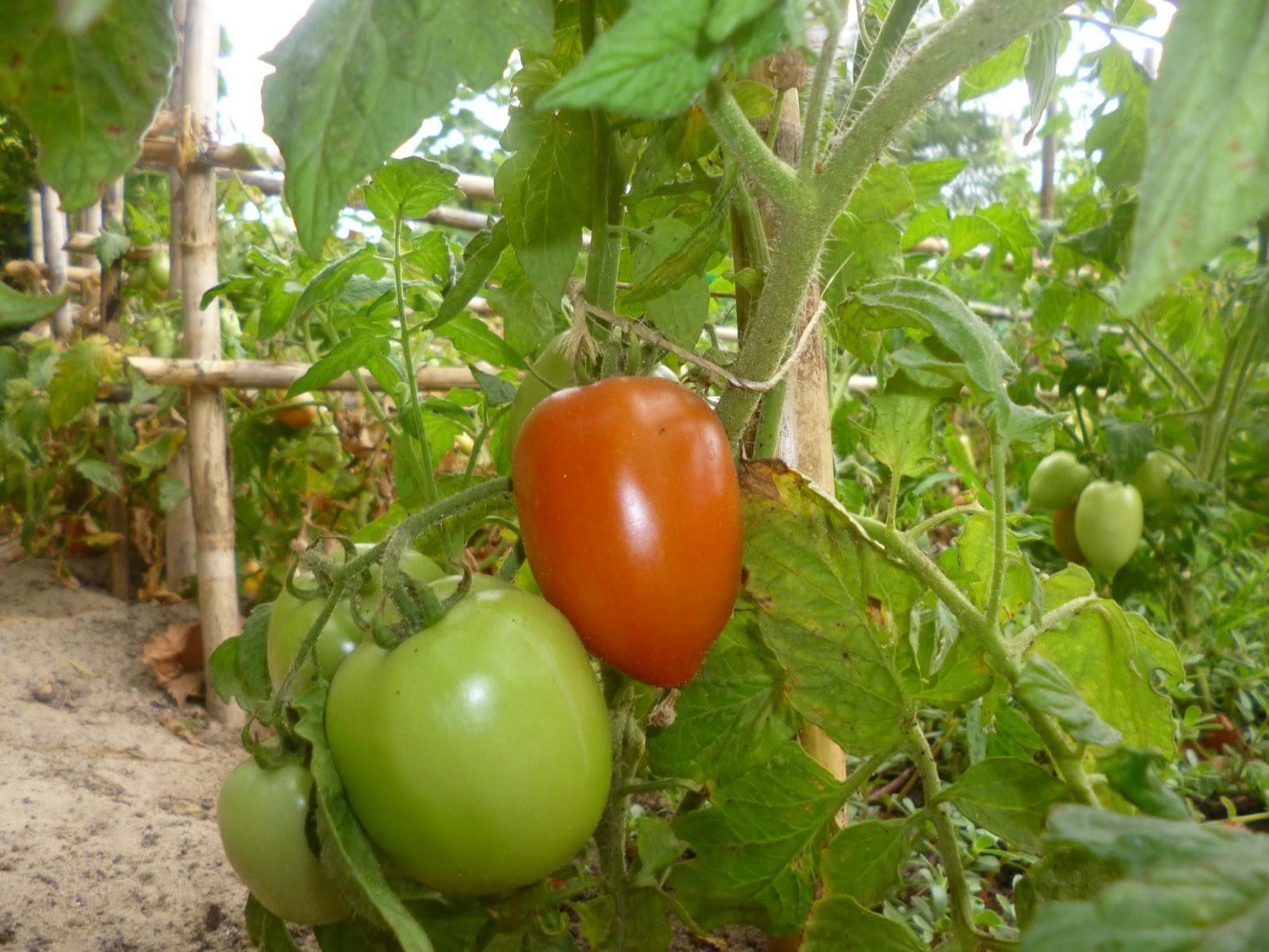 Tomates | Tomatoes