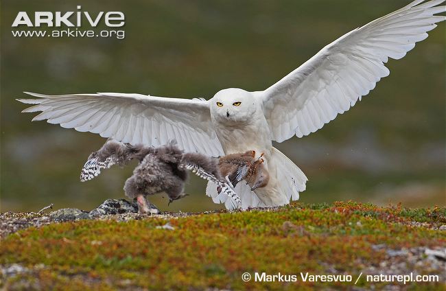 Tierra de lechuzas, búhos, mochuelos, autillos, cárabos: Búho nival ...