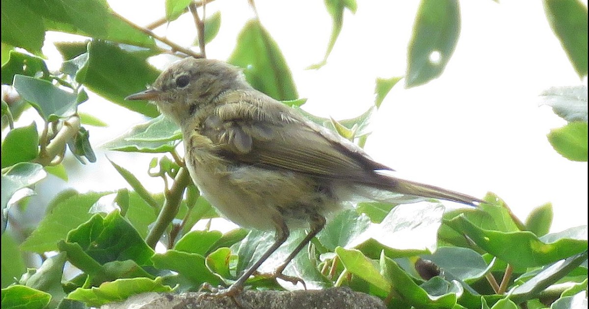 AVON BIRDS: 30-08-18 Thursday - Pintail eclipse male
