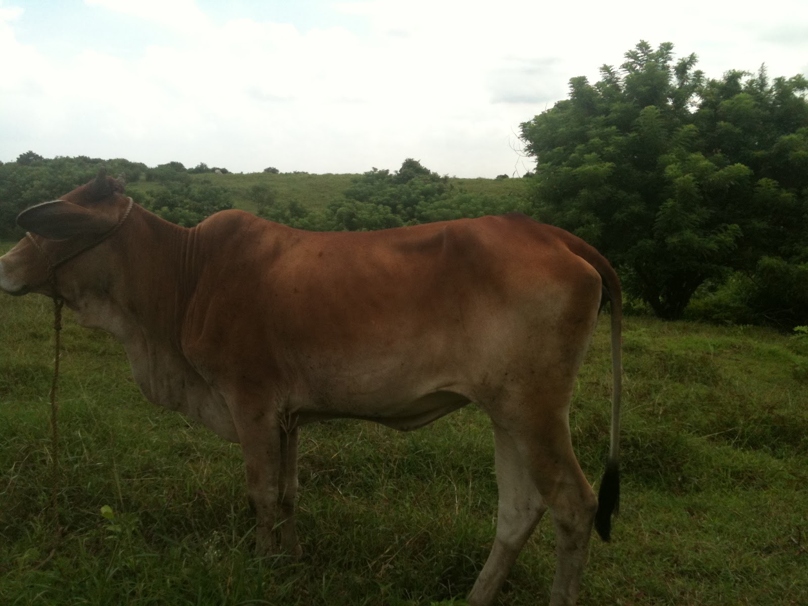 Goodie and Cheapie: Female And Male Brahman White Or Brown Available ...
