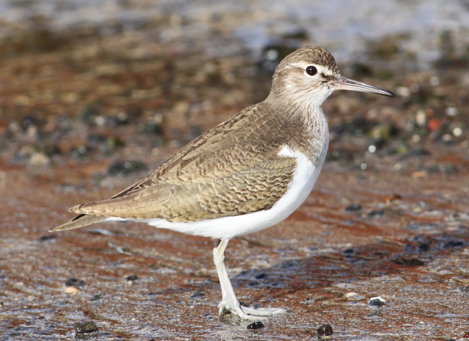 Another Bird Blog: Come Rain Or Shine