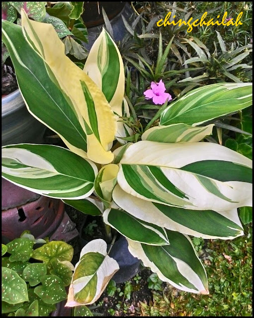 Simple Living In Nancy: Growing Variegated Araru Plants In My Garden