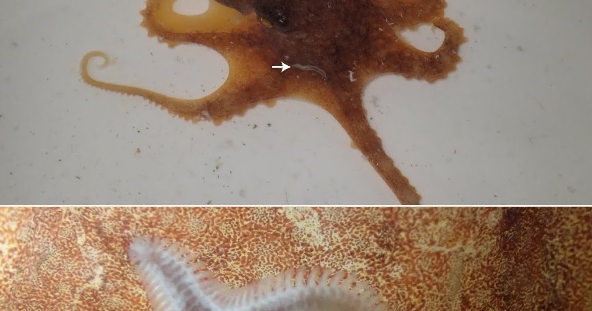 Species New to Science: [Invertebrate • 2019] Polychaete meets Octopus ...