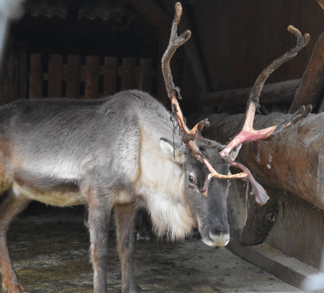 ZOOTOGRAFIANDO (6.096 ANIMALS): RENO SALVAJE / REINDEER (Rangifer tarandus)