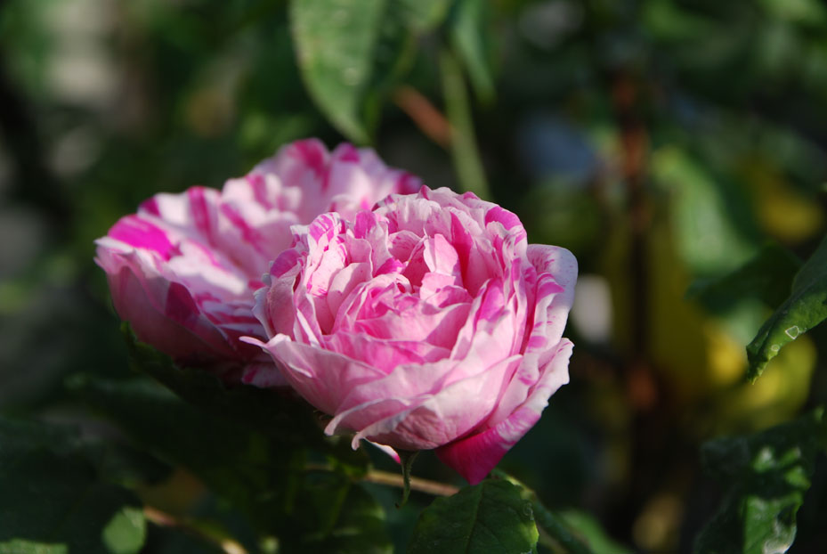 Francine Gardner - Art de Vivre: A Rose story