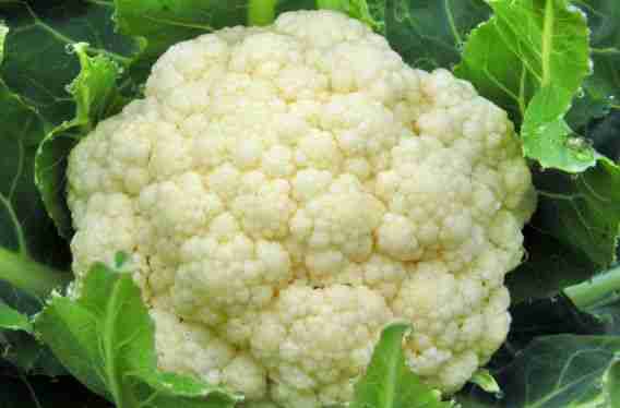 master in healthcare administration online