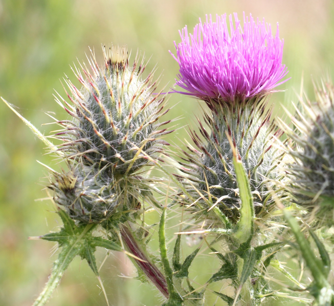 Wolvobirder's Nature Blog: Highgate Common 14th July 2011