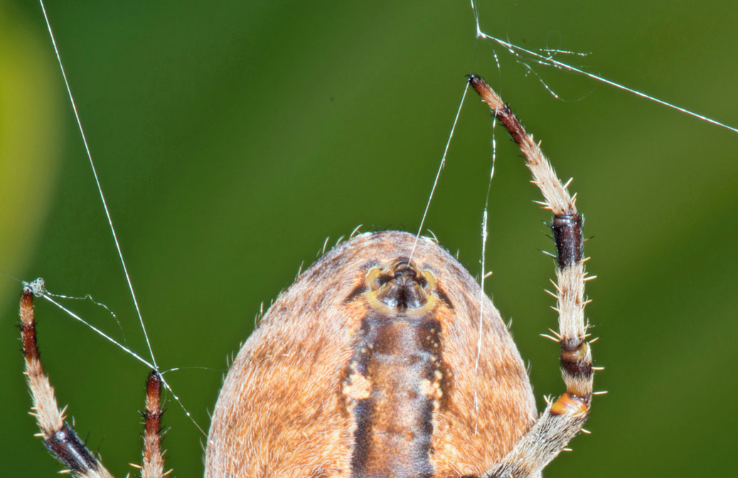 Studio Kwaak: Kruisspin (Araneus diadematus)