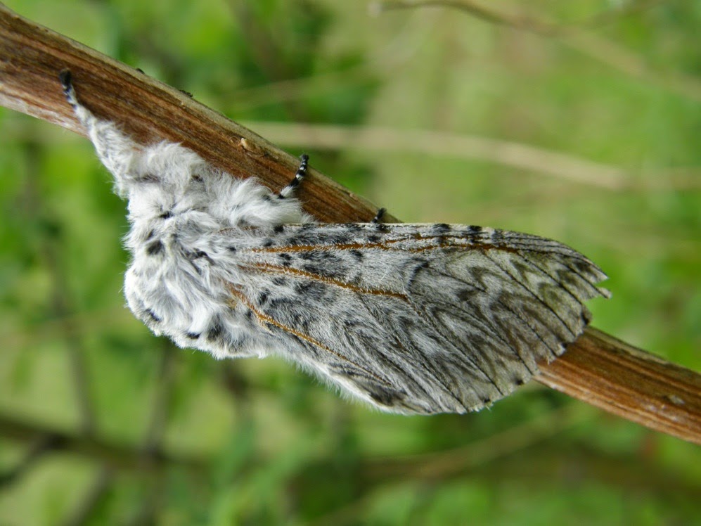 Beetle Boy's BioBlog: Top 5 Strangest Caterpillars