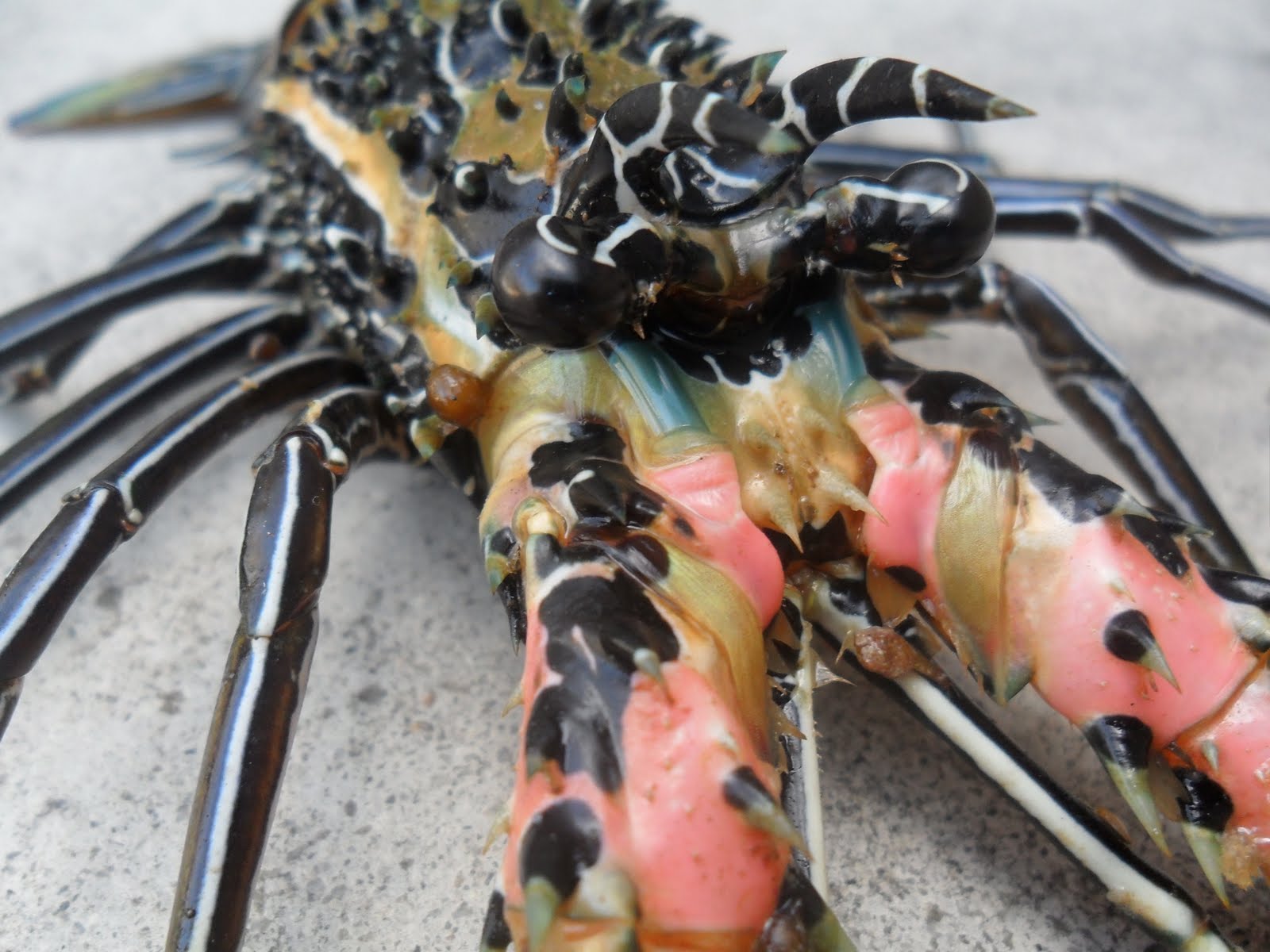 My Eyes: Catched & Captured: Seeing Sea Creatures of Bataan