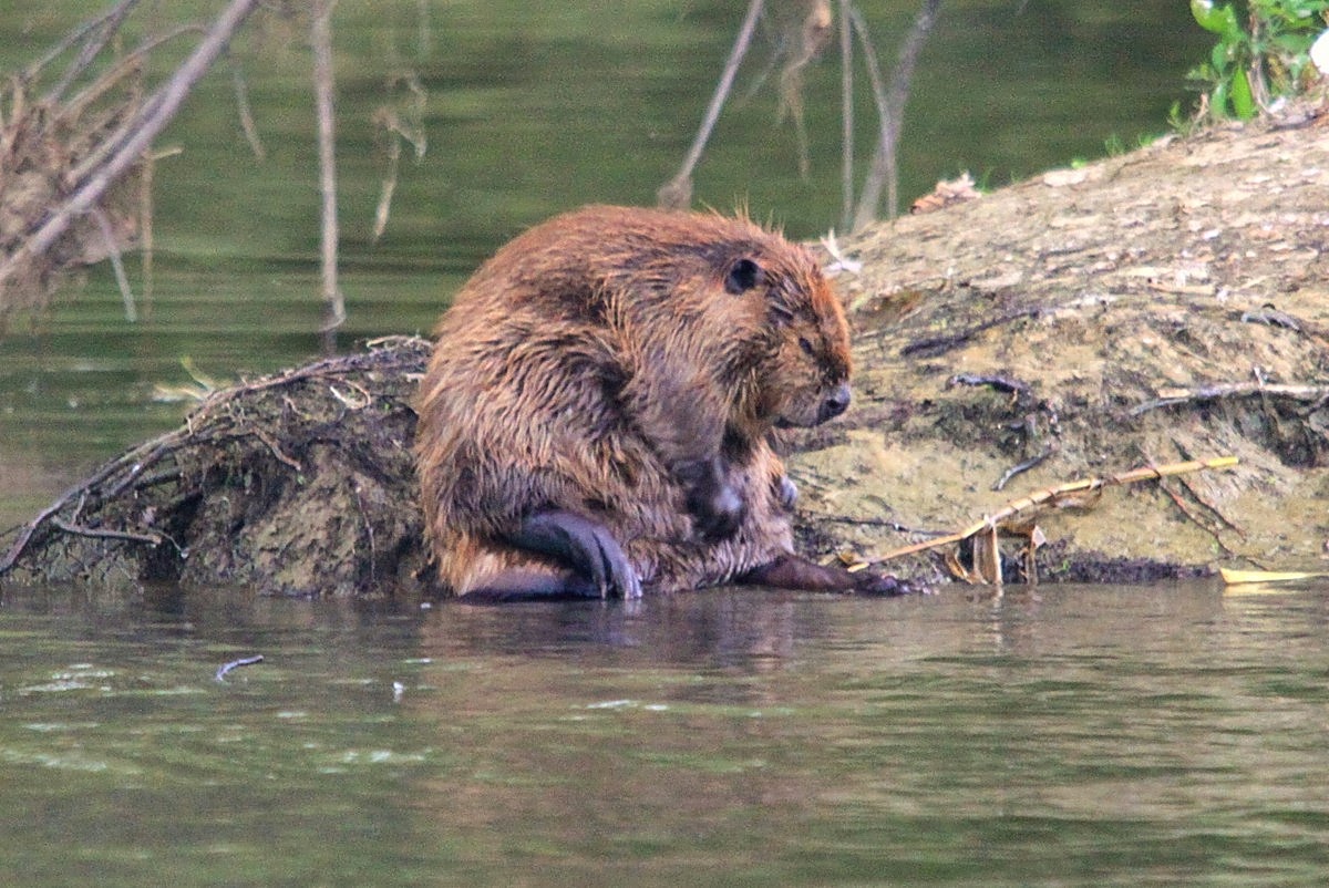 Gary's Outdoor Wanderings2: MORE UNUSUAL BEAVER PICS