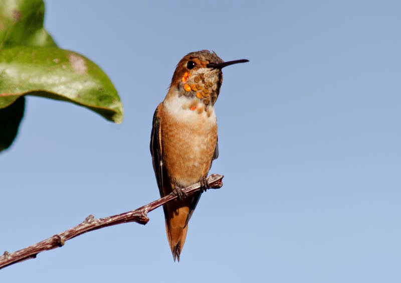 The Wayward Hawaiian: Allen's Hummingbird, Selasphorus sasin, waiting ...