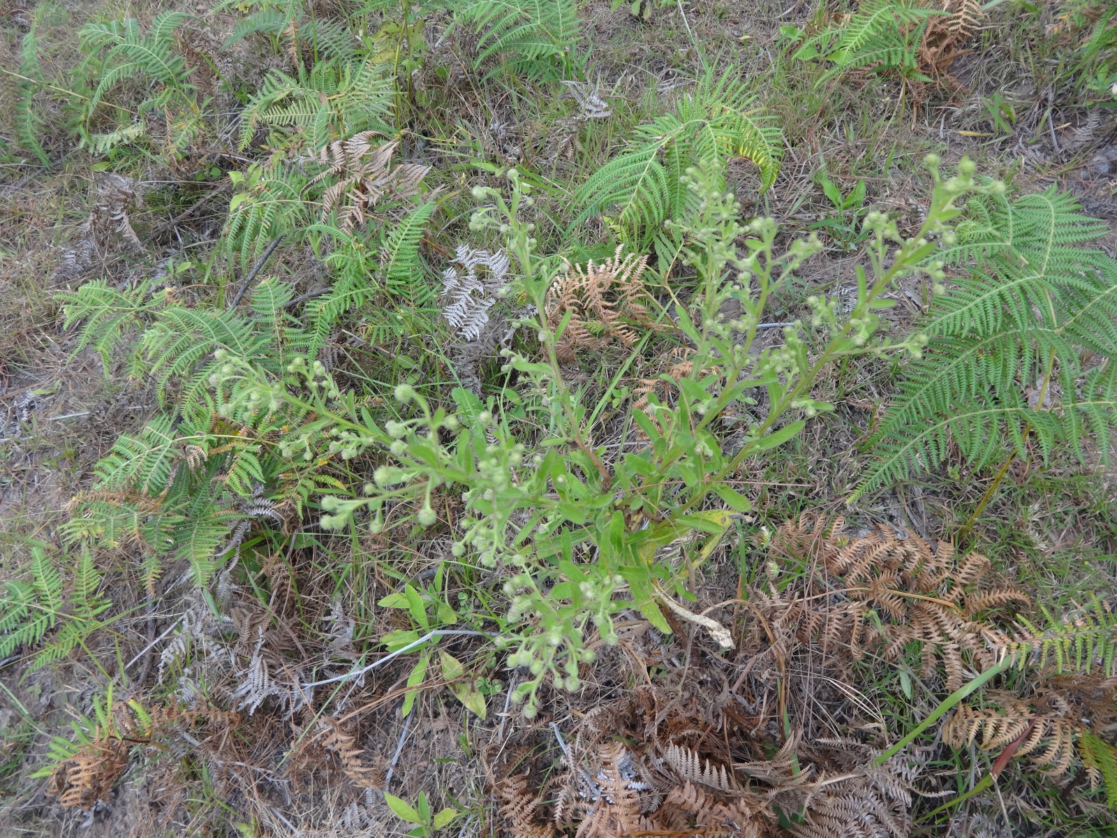 Herbs from Distant Lands: Laggera alata - Winged-Stem Laggera, Liu Leng ...