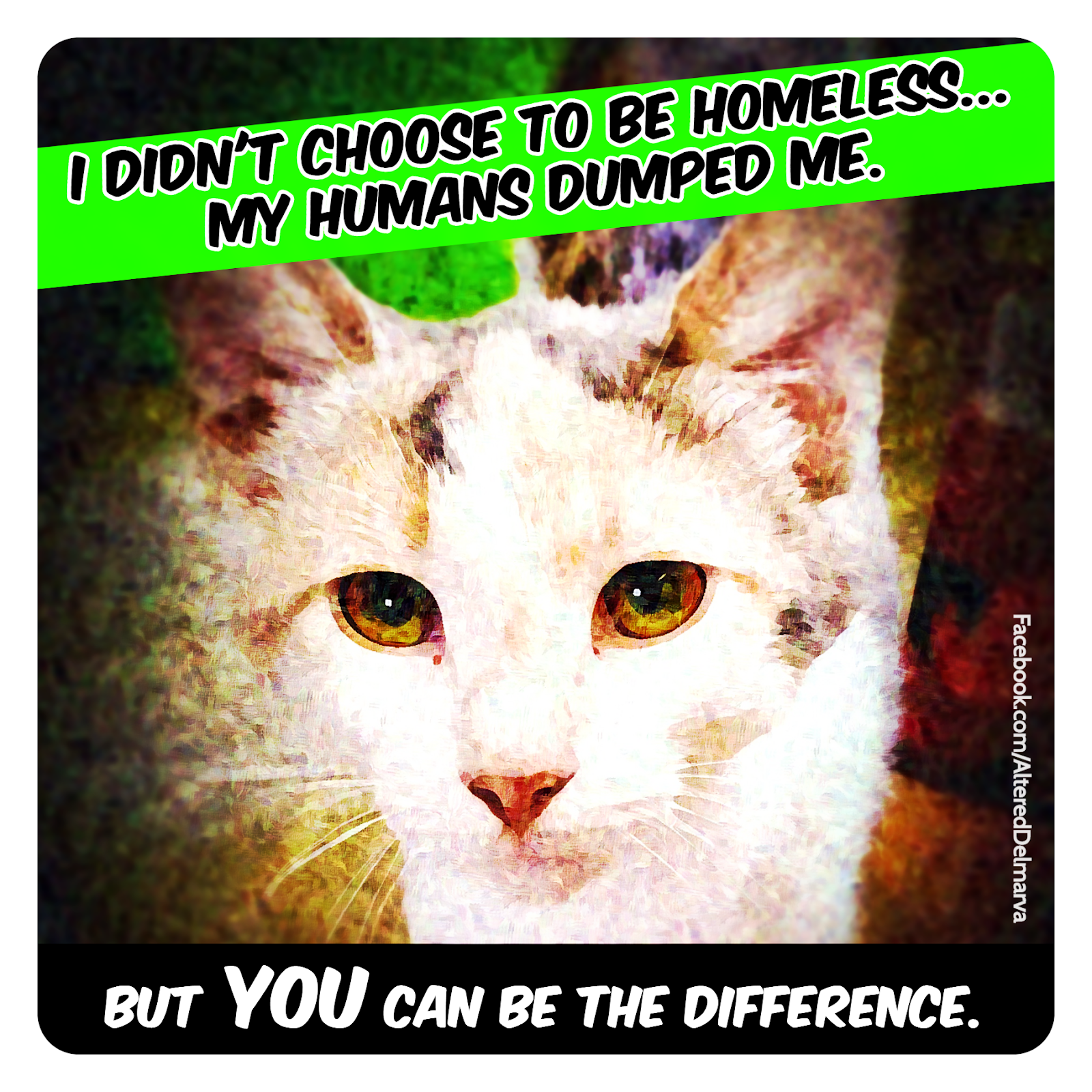 Altered Delmarva: Adopt A Cat, Save A Life: Graphics Celebrating ...