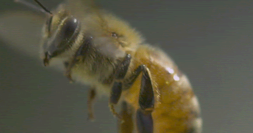 La Familia de la Apicultura - The Beekeeping Family: EL OFICIO DE SER ...