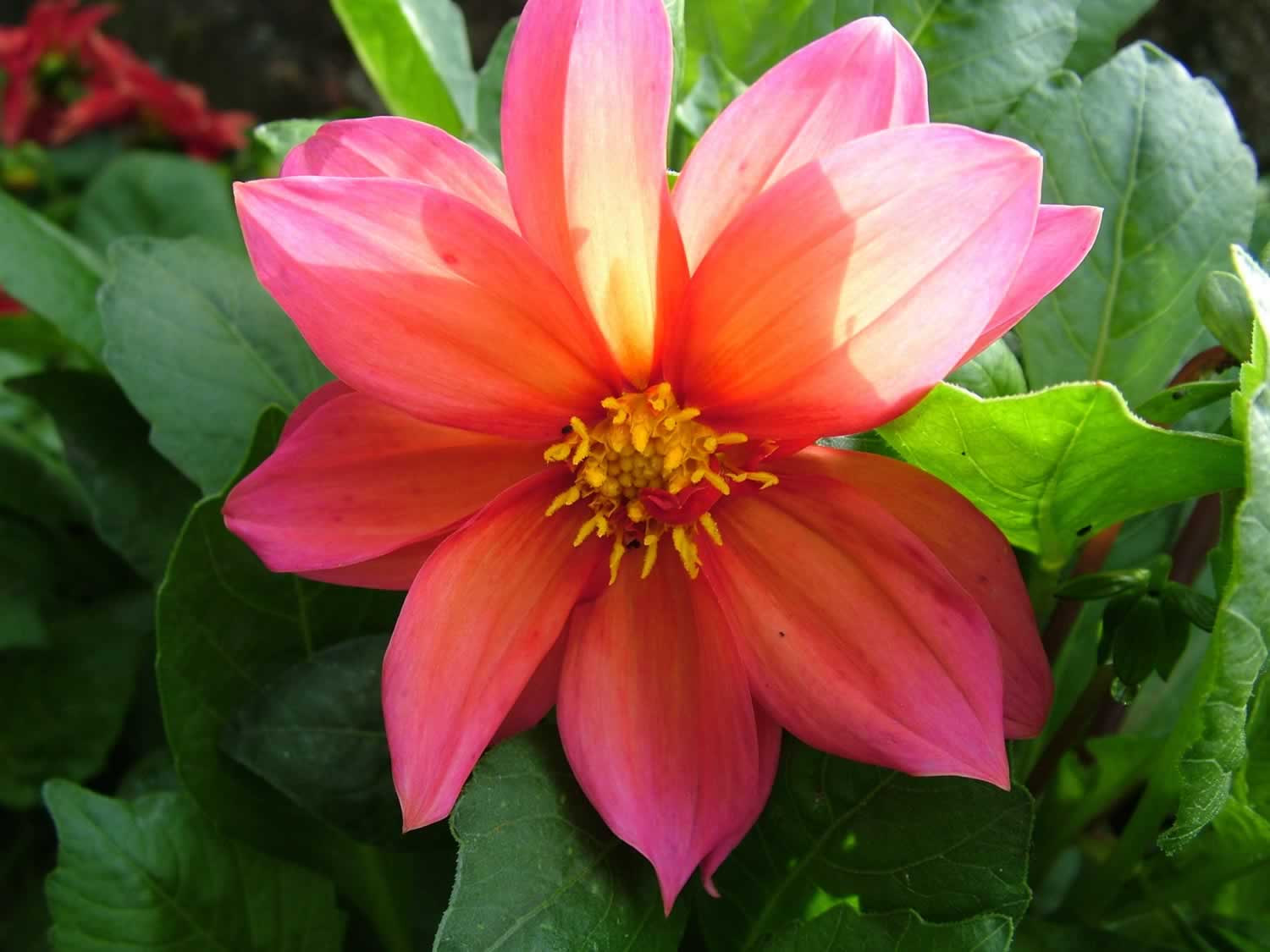 Botanica Network Celula Vegetal - vrogue.co