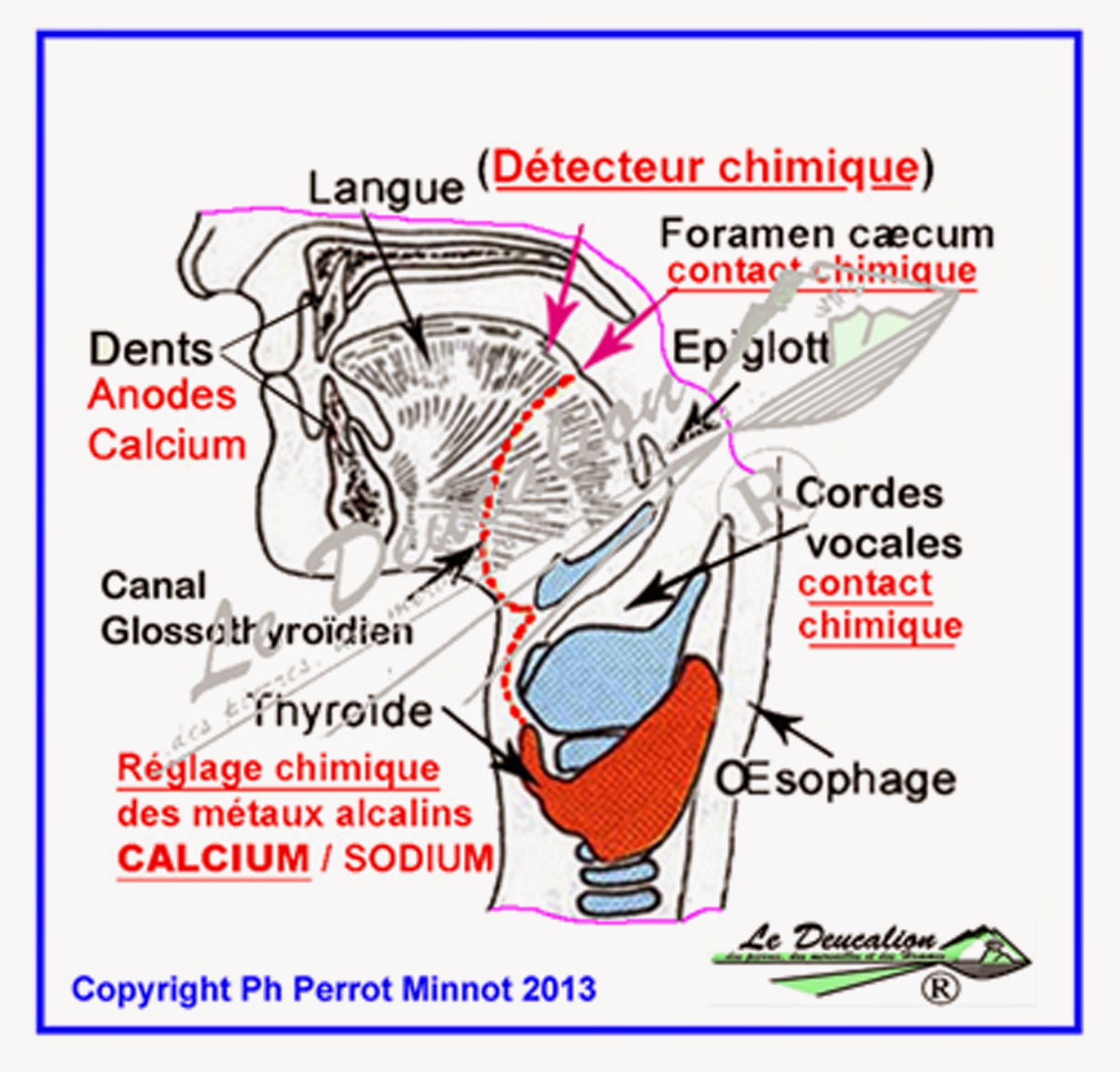 Le site officiel de Philippe Perrot-Minnot et Marc Dauphin-Roy ...