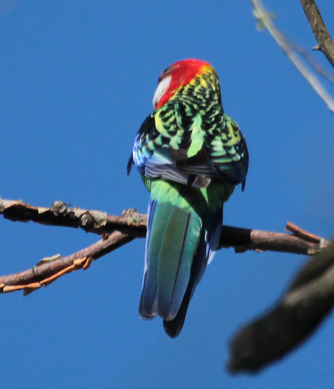 Richard Waring's Birds of Australia: just for a change, some Victorian ...