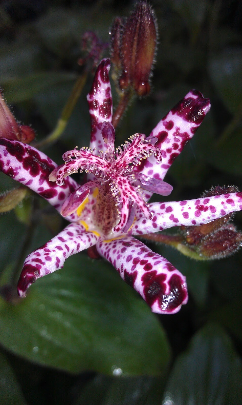 Mary's Toad Lilies