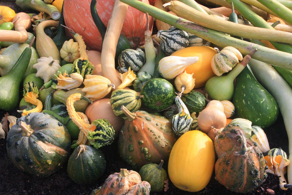 Amboise Daily Photo: les courges