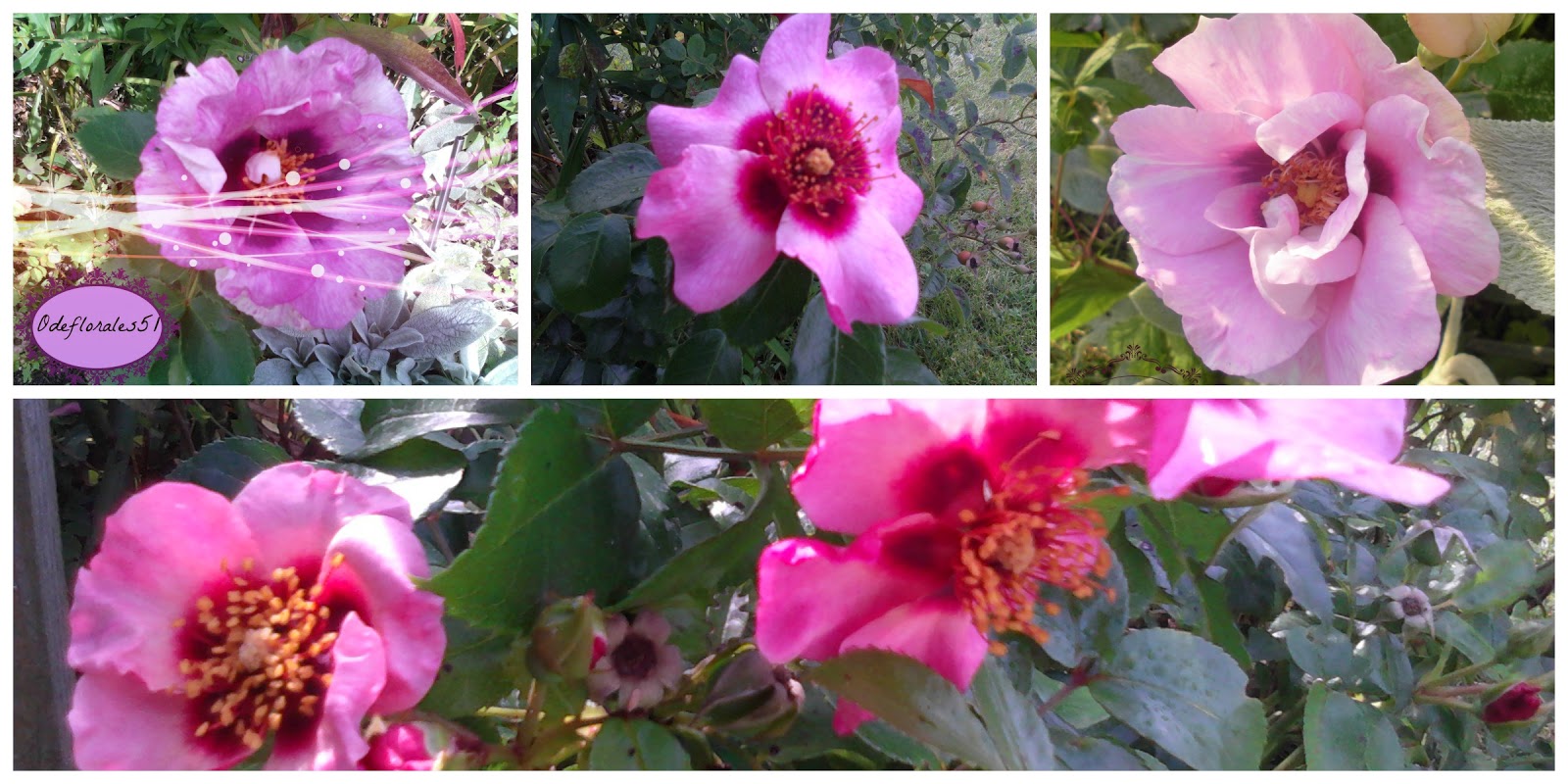 Beautés Florales : ROSES D'AUTOMNE