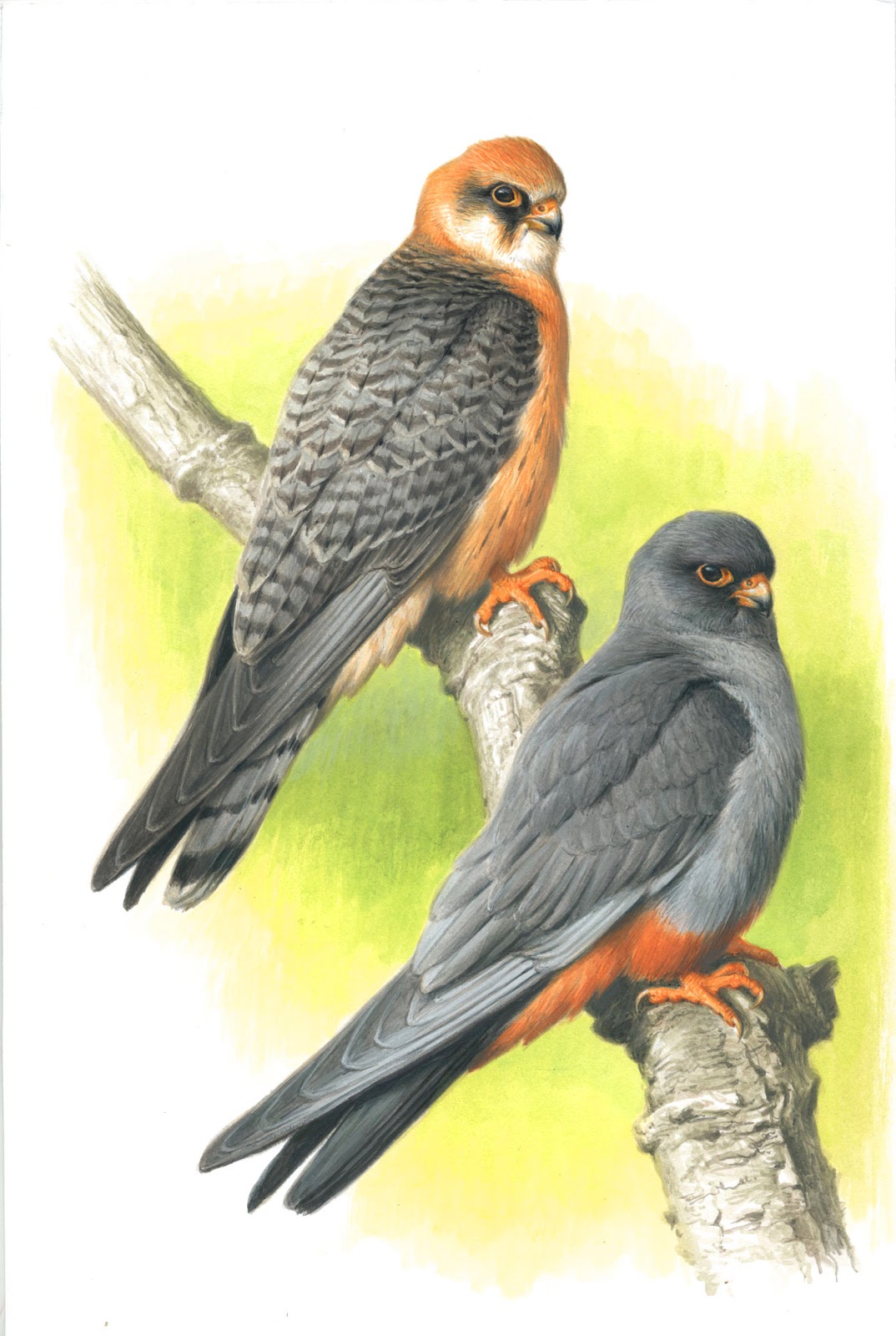 Red footed falcon illustration