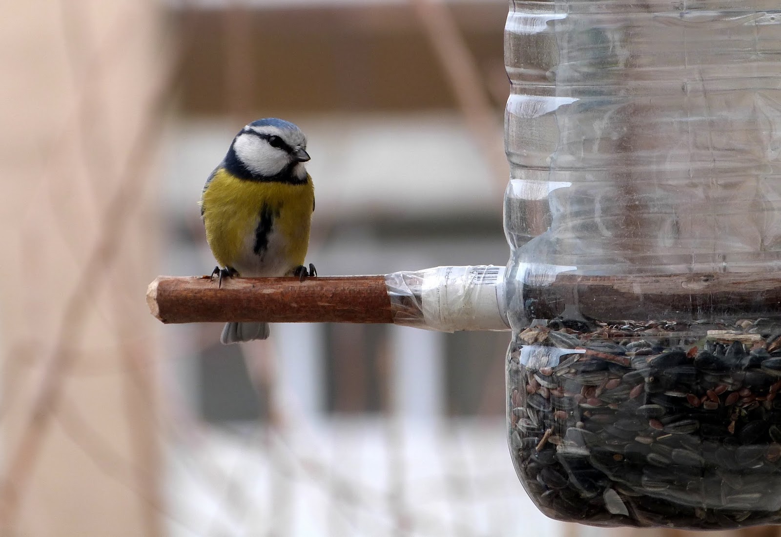 Frumusetile naturii: Pitigoiul albastru (Parus caeruleus)