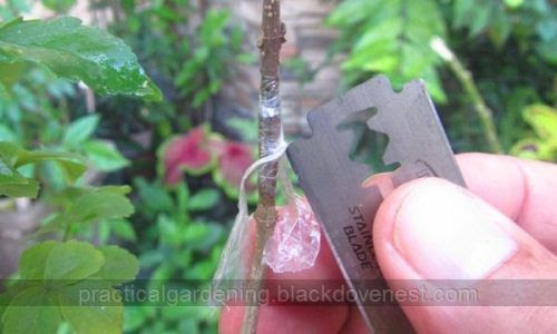 Practical Gardening: Cleft Grafting, Top-Wedge Graft or V-Graft - Part 4