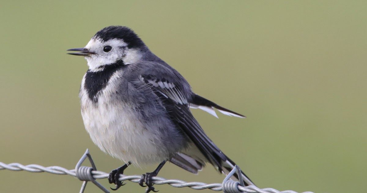 Another Bird Blog: Bright And Breezy