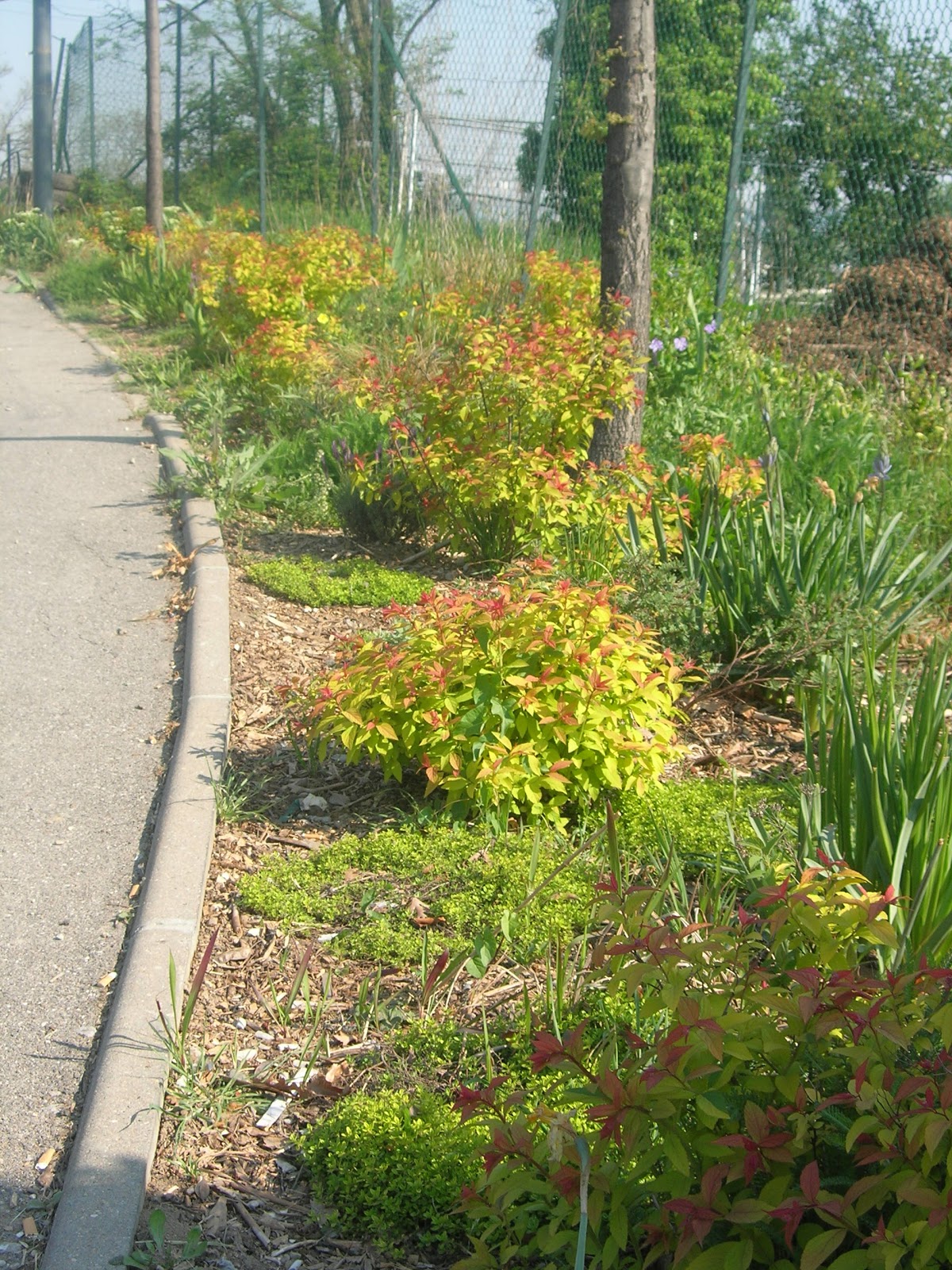 composition florale au jardin: mélange arbustes vivaces