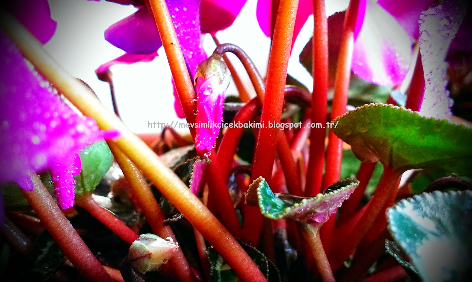 SIKLAMEN (Cyclamen) BAKIMI | Çiçek Bakımı, Çiçek Çeşitleri, Çiçek ...