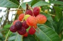 Home Remedy: KAFAL FRUIT