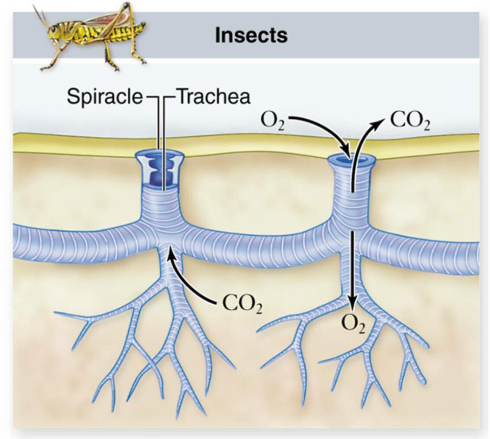 Biologija s Bedenko: Kako dišu kukci?
